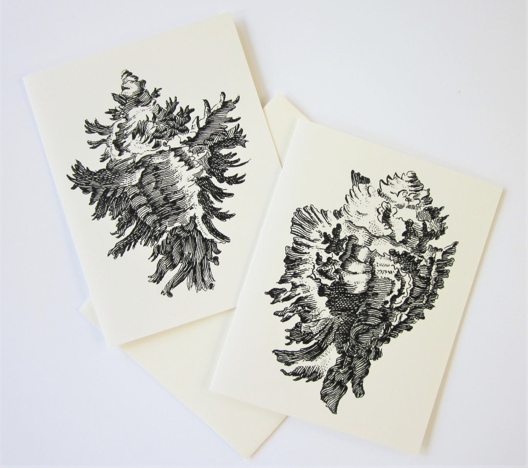 Conch Shell Note Cards Set of 10 in White or Light Ivory With Matching ...