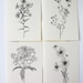 Wildflower Note Cards Set of 12 With Matching Envelopes - Etsy