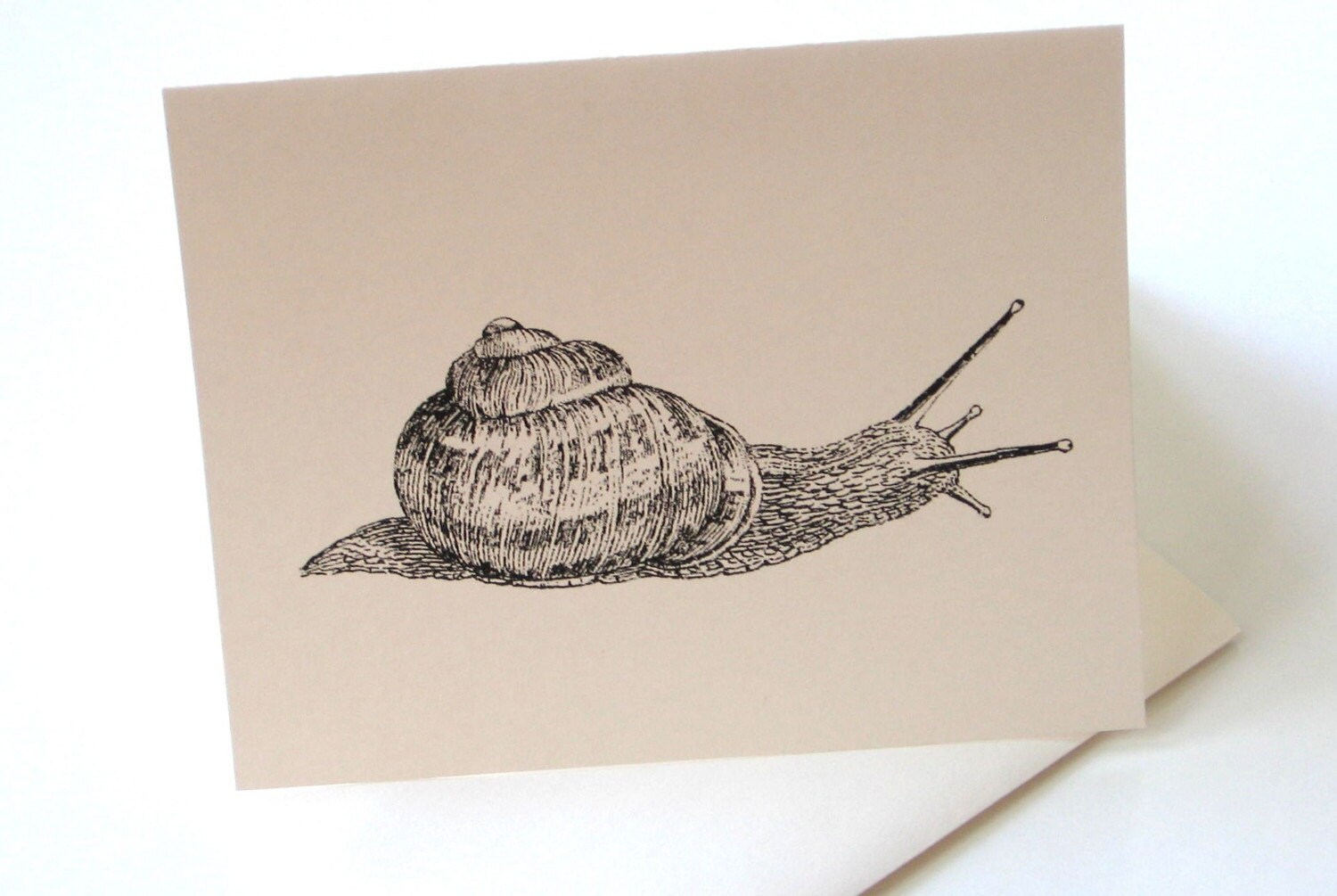 Snail Note Card Set of 10 in White or Ivory With Matching Envelopes - Etsy