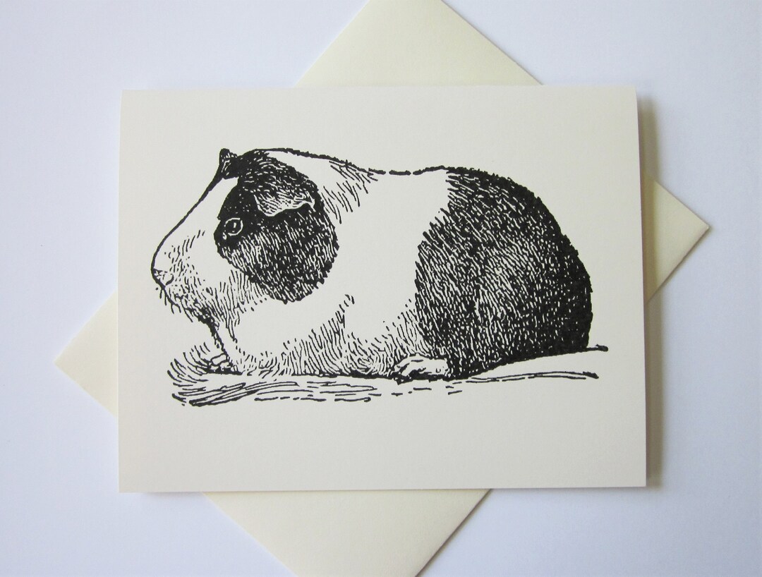 Guinea Pig Note Cards Stationery Set of 10 Cards in White or Light ...