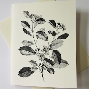 Botanical Branch Note Cards Set of 12 With Matching Envelopes - Etsy