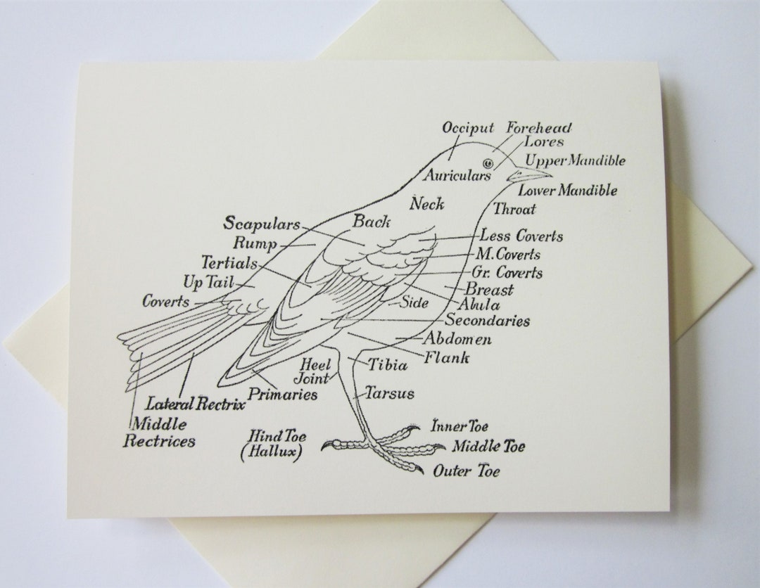Ornithology Scientific Bird Note Card Set of 10 in White or Light Ivory ...