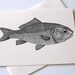 Fish Note Cards Stationery Set of 12 Cards in White or Light Ivory With ...