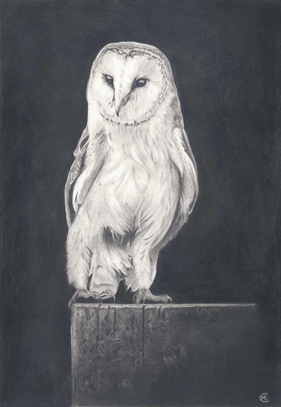 Luna, Barn Owl (graphite) - Etsy