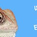 Eye Spy Screen Game Instant Download - Etsy