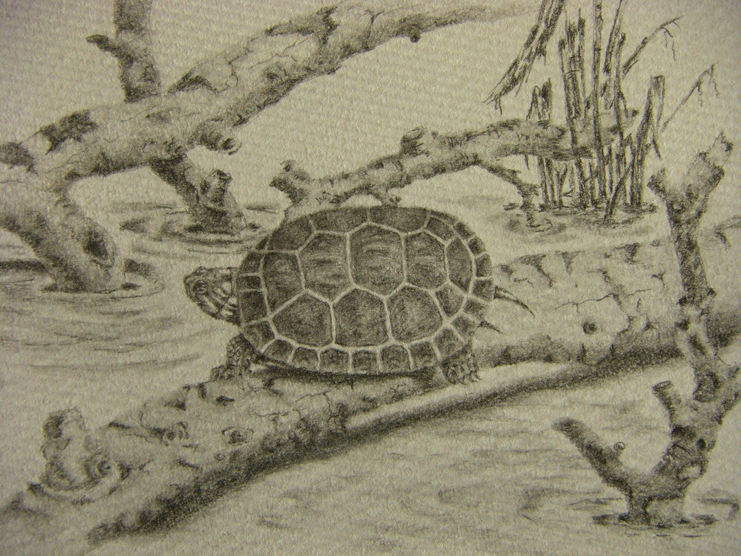Turtle Pencil Drawing Turtle Art Original Artwork Painted - Etsy