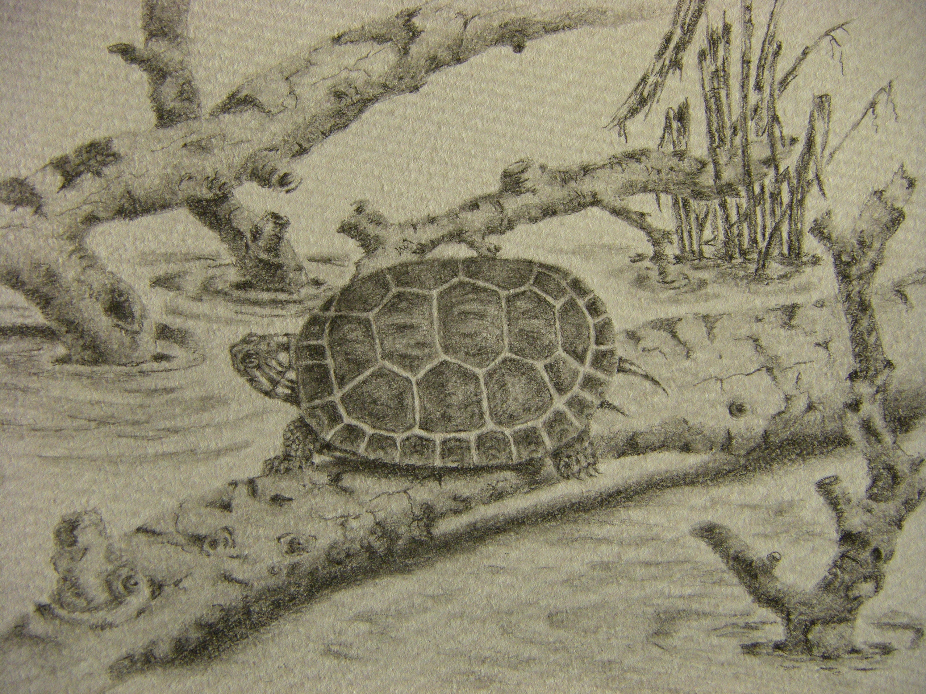 Turtle Pencil Drawing Turtle Art Original Artwork Painted Turtle ...