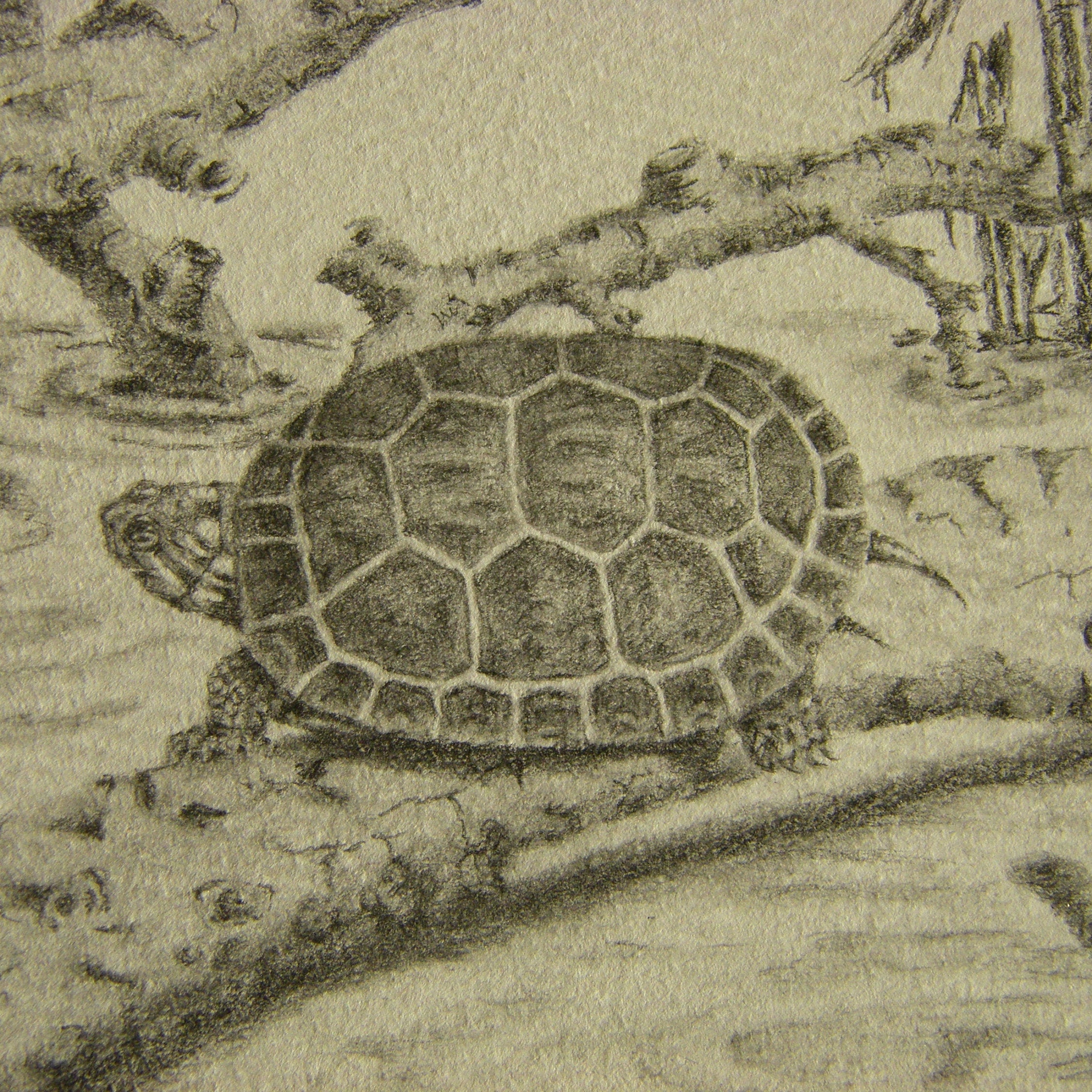 Turtle Pencil Drawing Turtle Art Original Artwork Painted Turtle ...