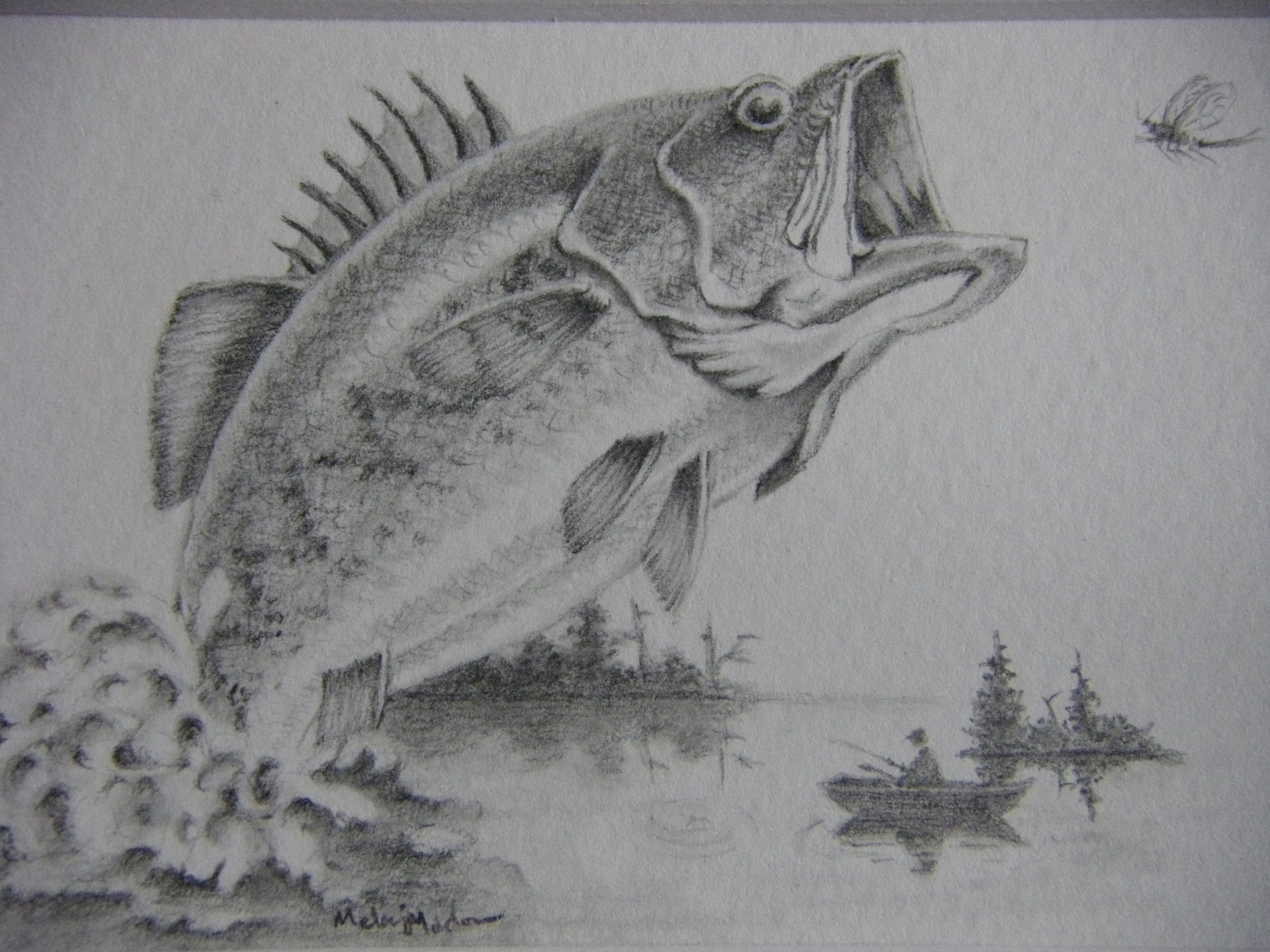 Bass Fish Drawing In Pencil
