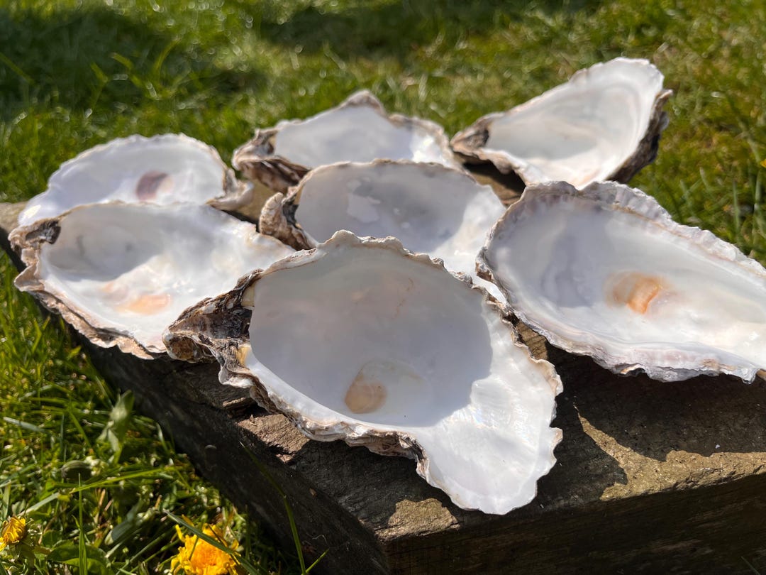 Small Oyster Shell Bottoms (cup Part and Tilt Over) From North Norfolk ...