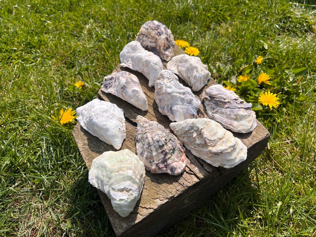 Small Oyster Shells, Tilt Over, Crafting, Decoupage, Wedding Favours - Etsy