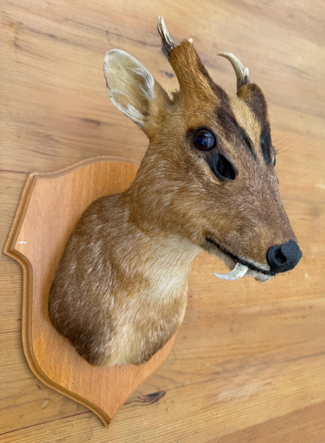 Vintage Taxidermy Muntjac Deer Head - Etsy UK
