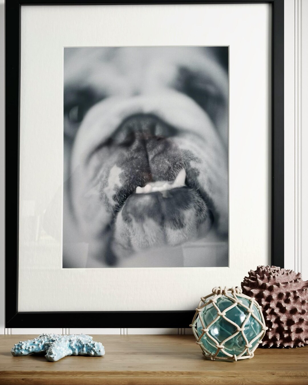 Vintage Bulldog Photographic Print - Bettmann Archives, Matted & Framed ...