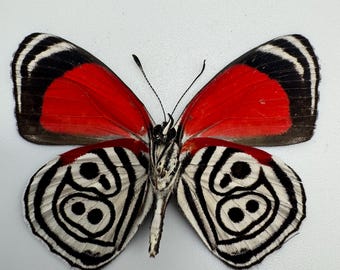 Real Kolyma 88 Butterfly Framed Taxidermy - Callicore Kolyma - Etsy