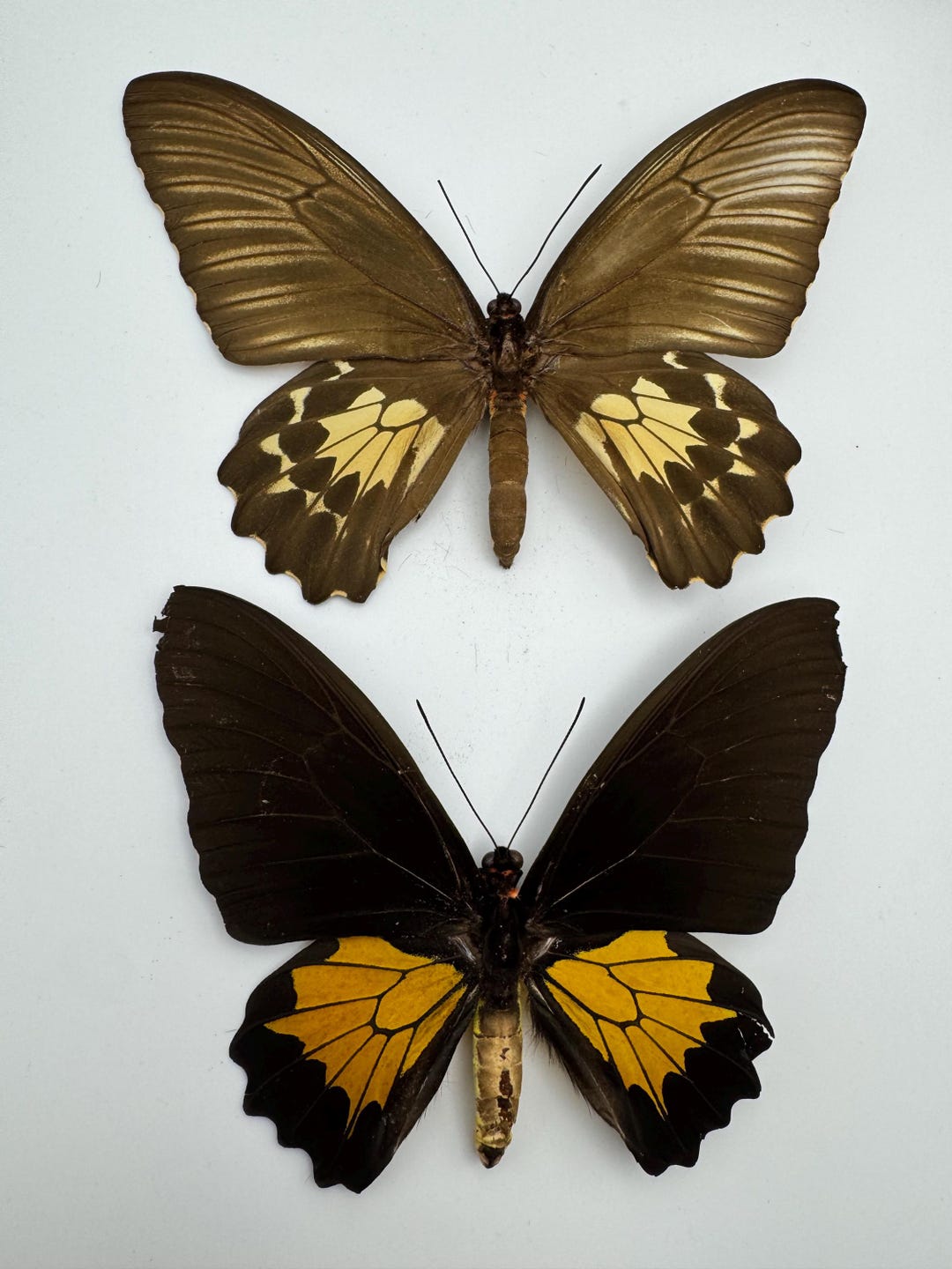 Troides Oblongomaculatus Cyclops (cyclops Birdwing) Pair Framed ...
