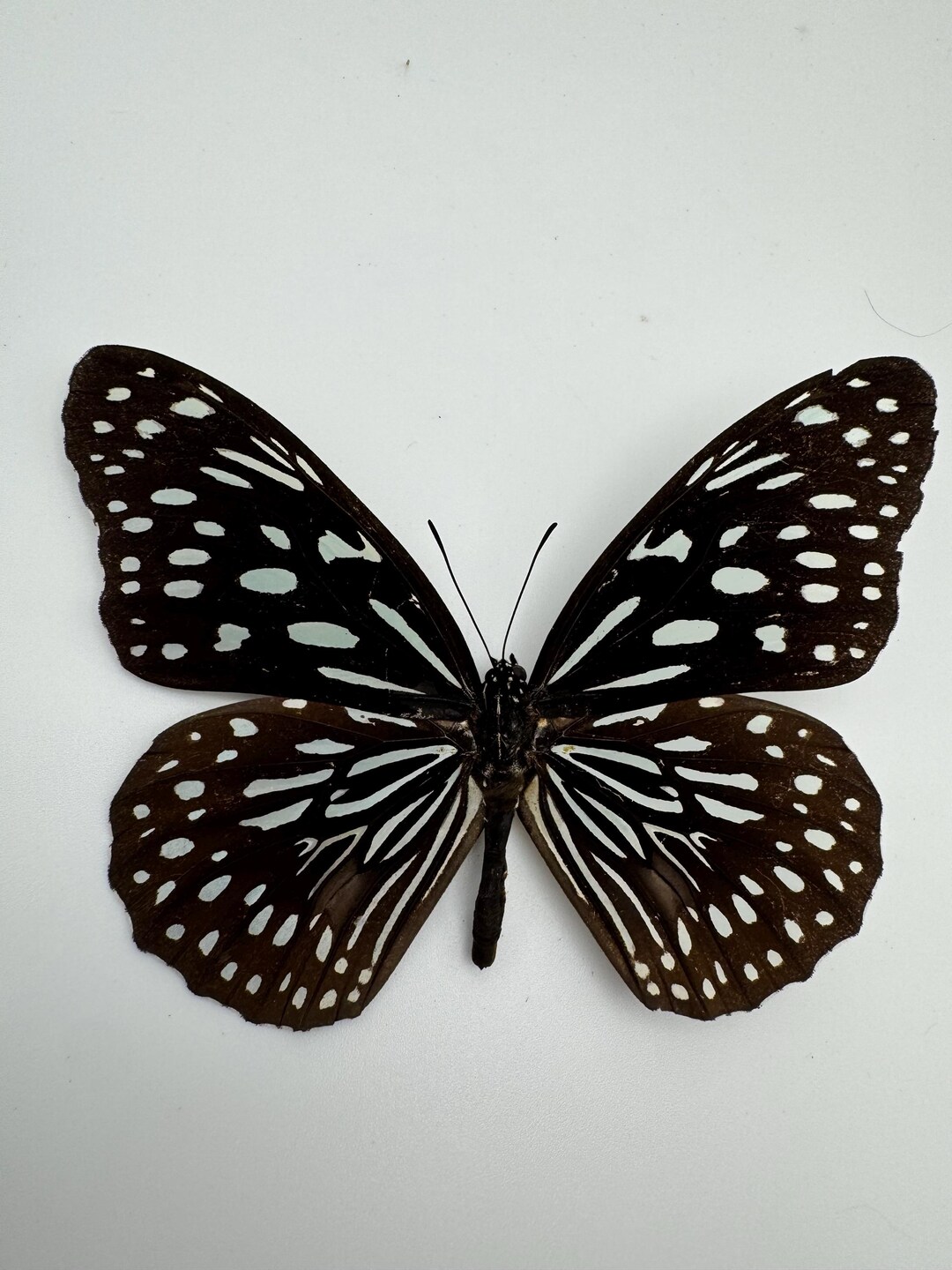 Tirumala Septentrionis (dark Blue Tiger) Framed Butterfly – Real ...
