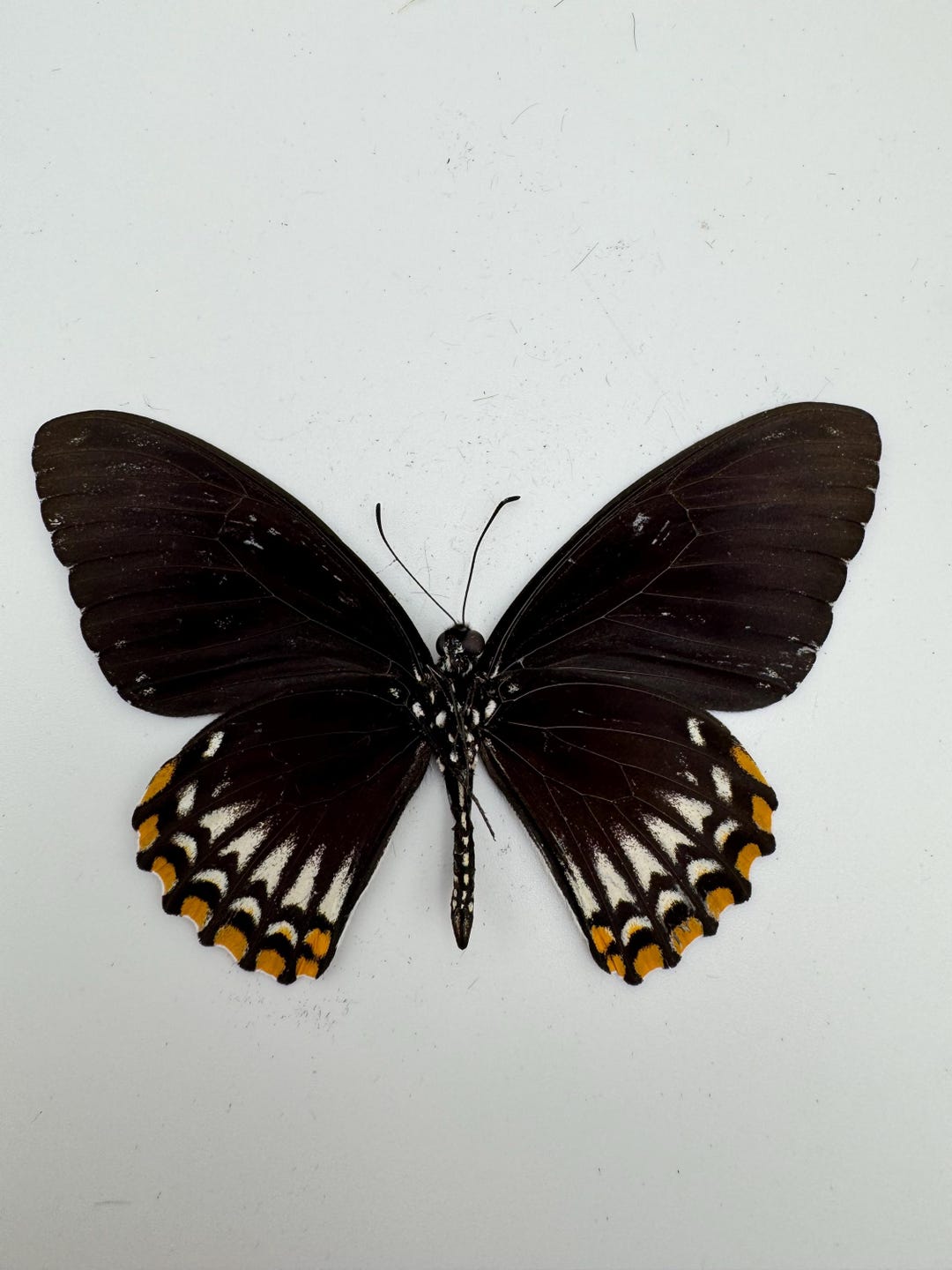 Papilio Clytia Clytia (common Mime Swallowtail) Framed Butterfly – Real ...