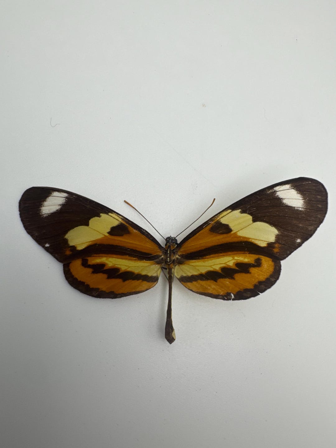 Mechanitis Lysimnia — Argentina — Tigerwing Butterfly (1996) — Real ...