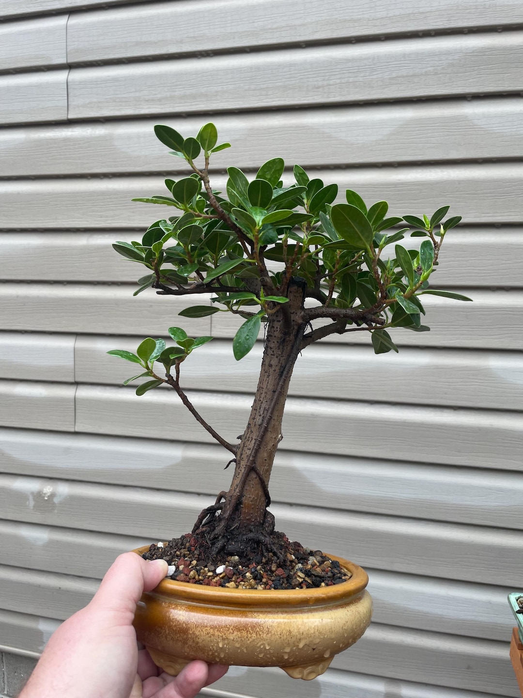 Green Island Ficus Bonsai - Etsy