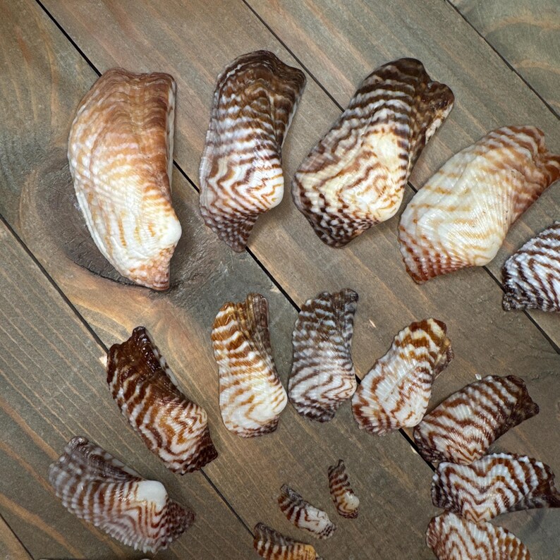 30 FL Turkey Wing (right Valve) Seashell Set. Arca Zebra (TW1) - Etsy