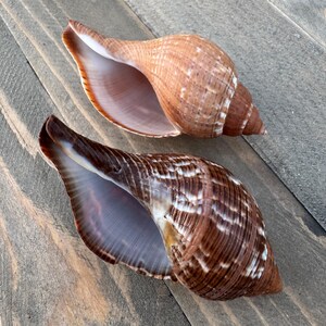 True Tulip Shell Set of 2, 79.9mm & 85mm 3.14in and 3.35in - Etsy