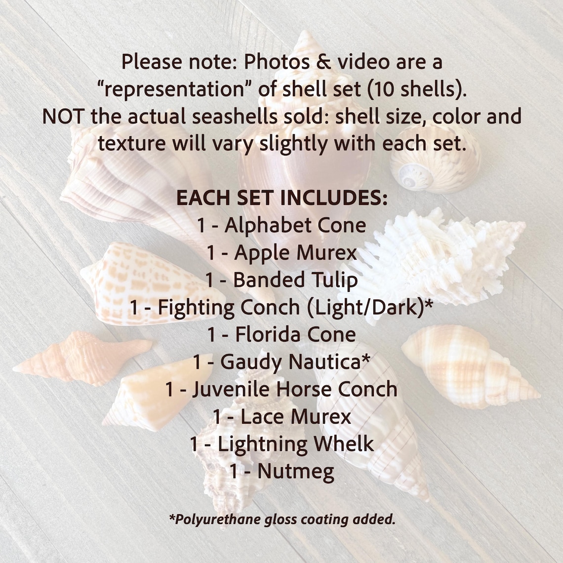 Florida Seashell SWF Set - Etsy