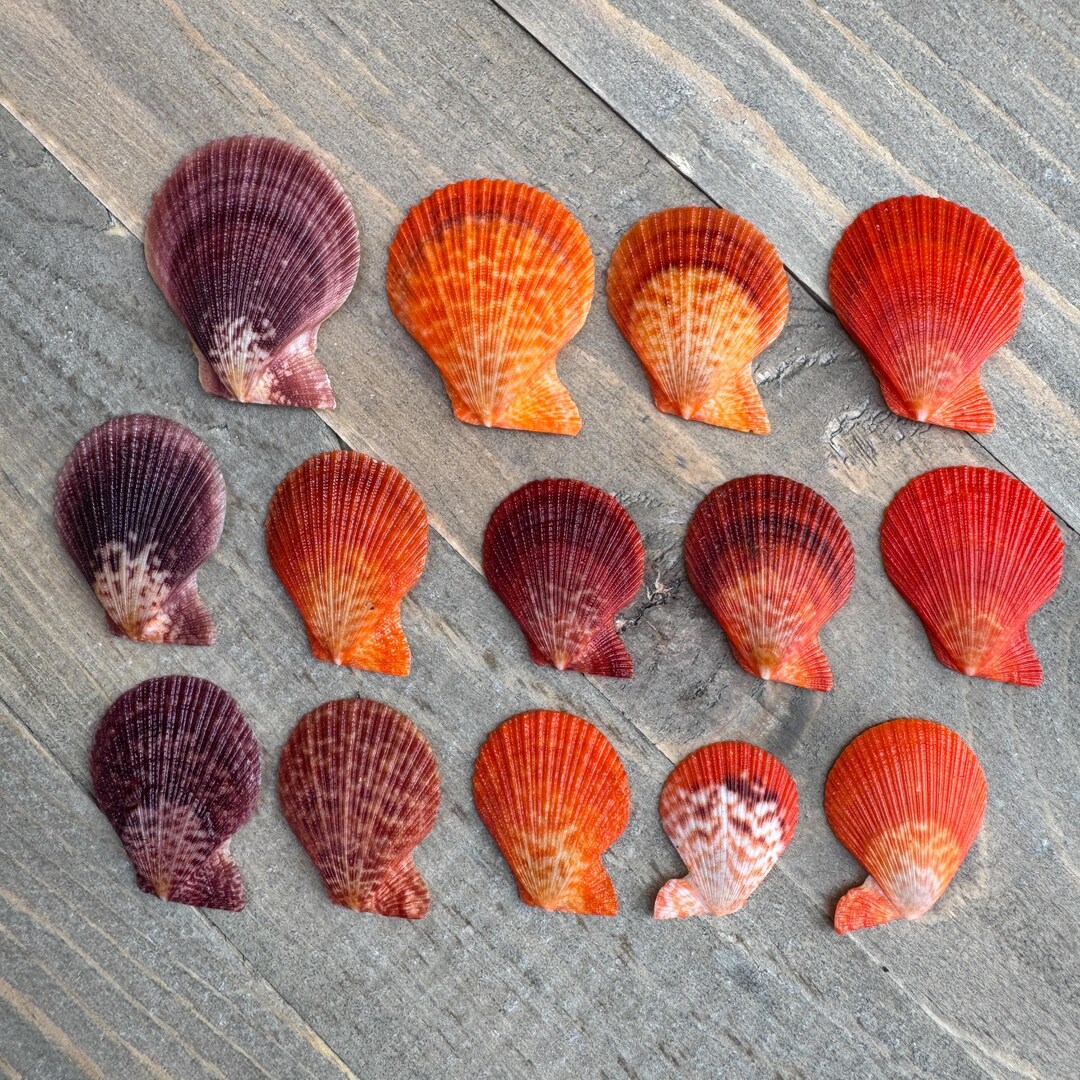 Scaly sentis Scallop Florida Shells, Pristine Coloring 14ct Set 33.4 19 ...