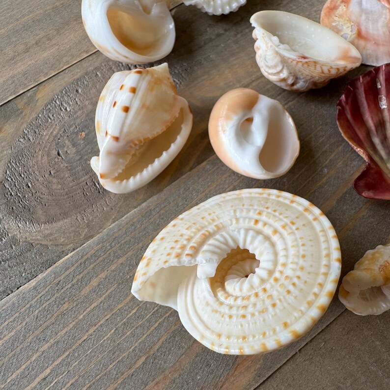 Southeast Florida Elite Collection Set - Etsy