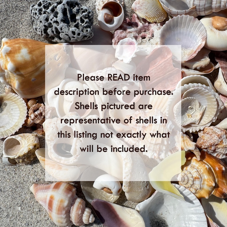 Genuine Florida Seashell Mix: Arts, Crafts, Mosaics (1.5 Lbs) - Etsy