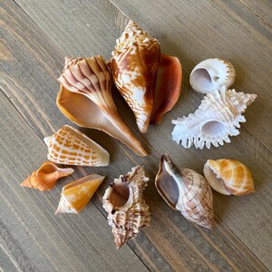 Florida Seashell SWF Set - Etsy