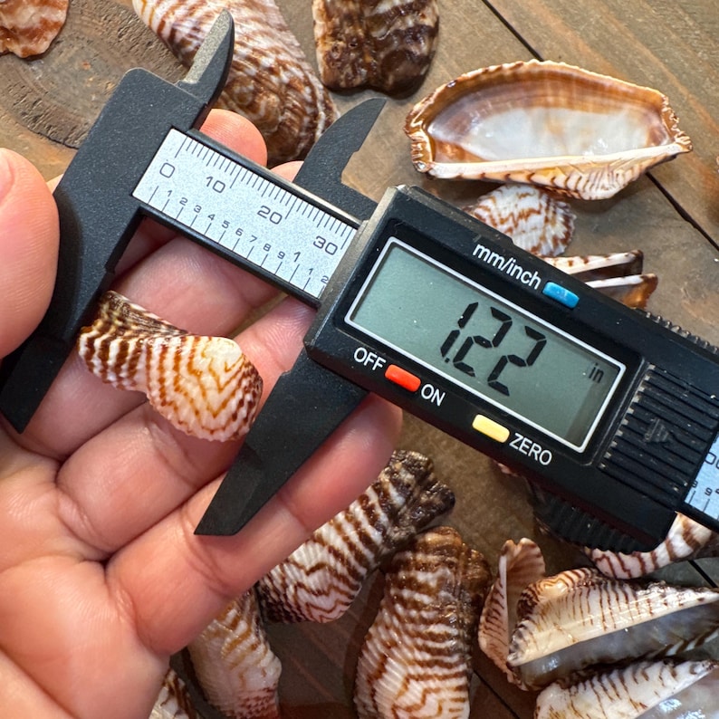 30 FL Turkey Wing (right Valve) Seashell Set. Arca Zebra (TW1) - Etsy