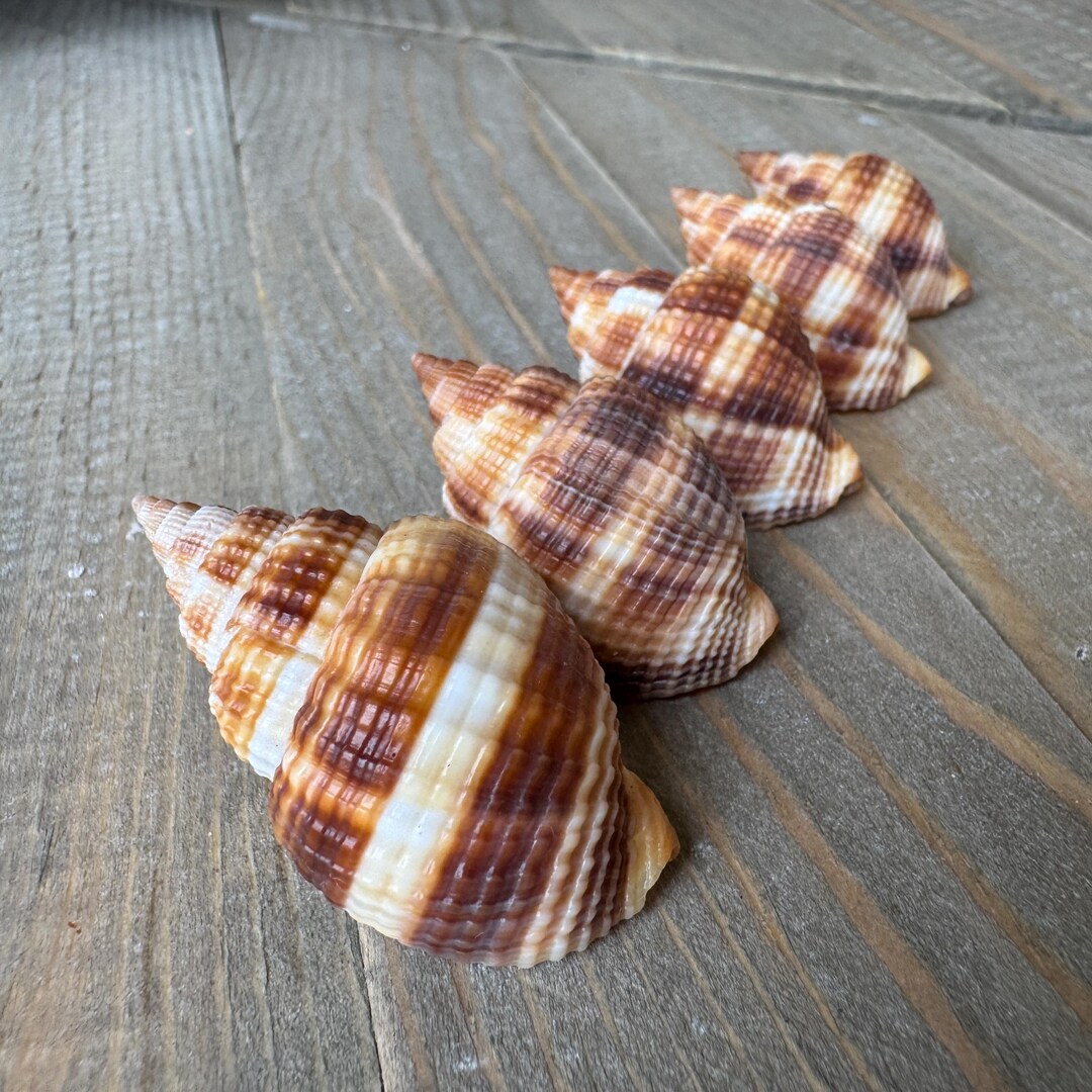 Chocolate Nutmeg Shells, Set of 5 - Etsy