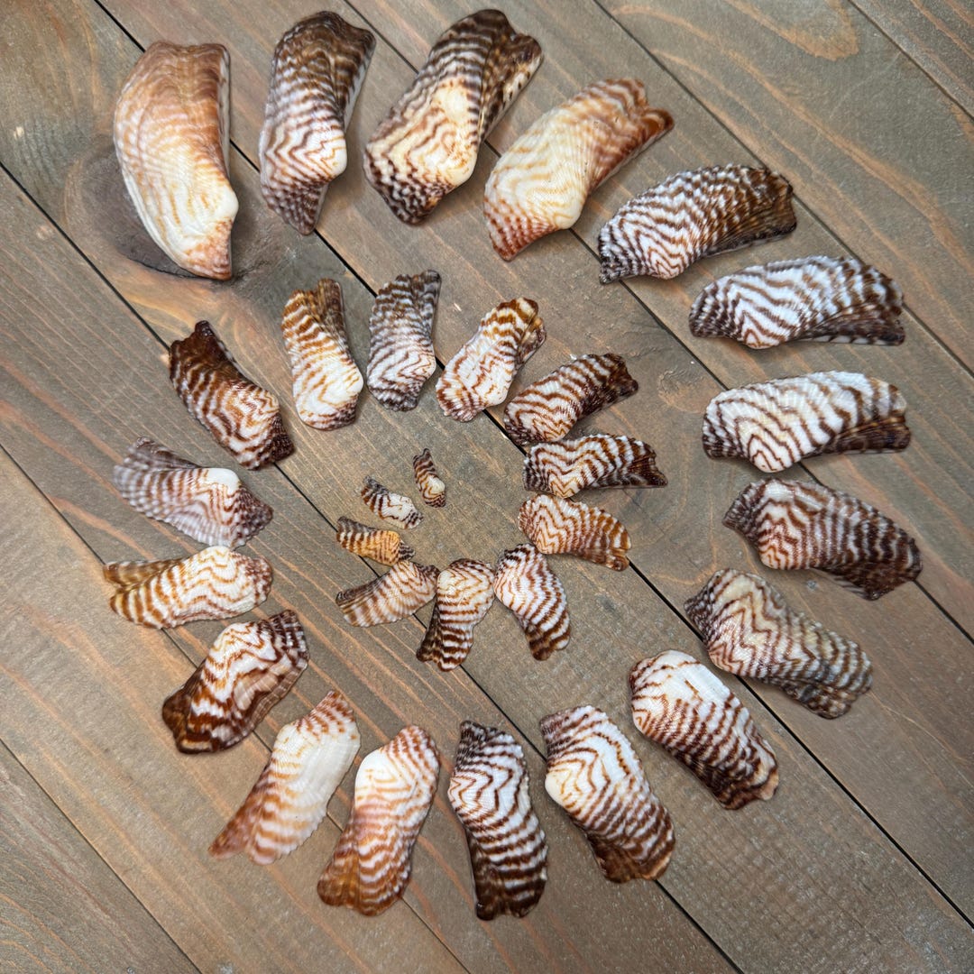 30 FL Turkey Wing (right Valve) Seashell Set. Arca Zebra (TW1) - Etsy
