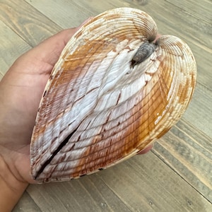 HUGE Giant Atlantic Heart Cockle Joined! Massive SWF Shell Collected ...