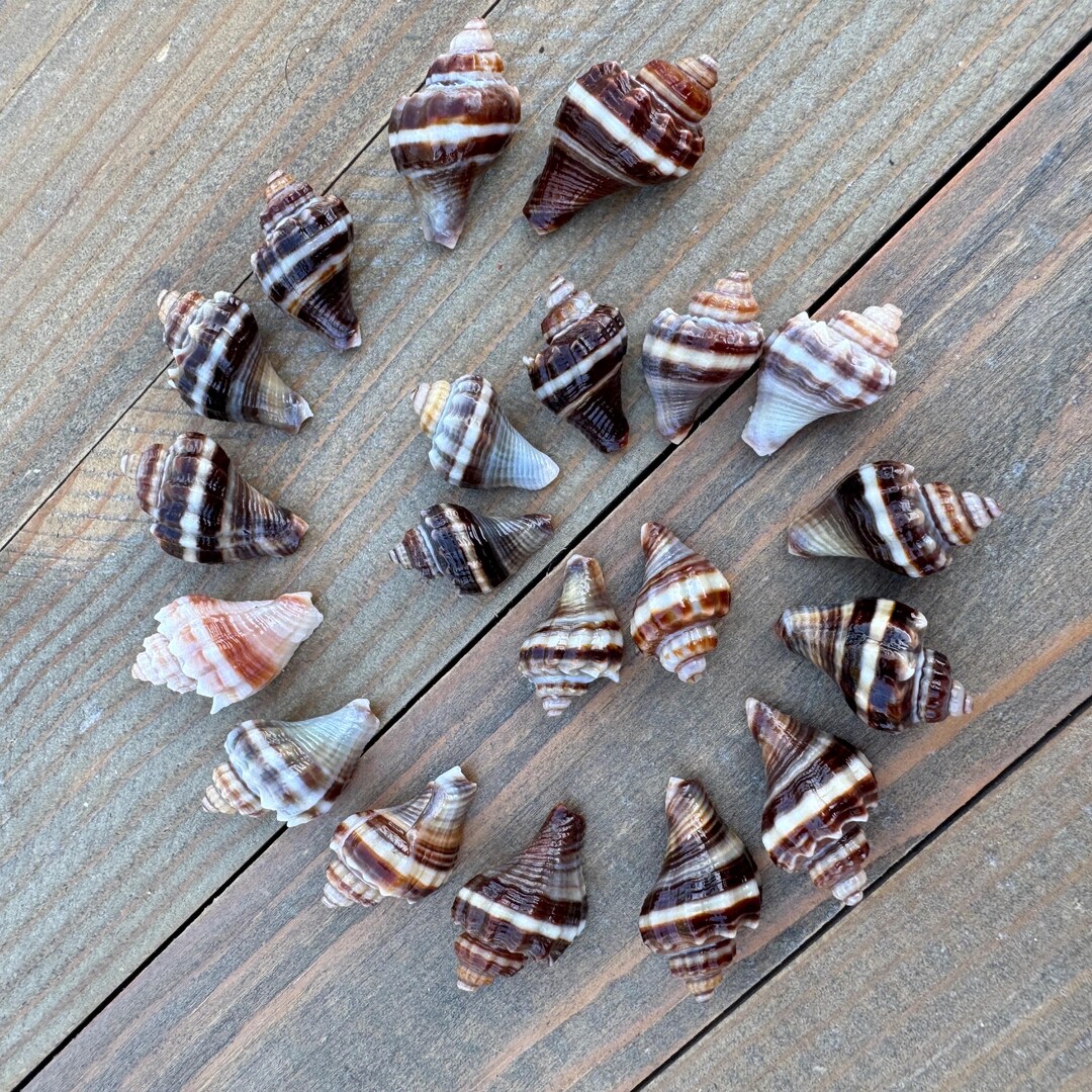 20 Mini/tiny King Crown Conch Seashells. Collectible / Jewelry / Crafts ...