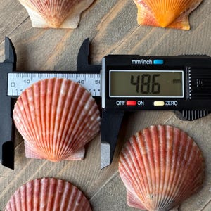 Stunning Bay Scallop Set of 5 Florida Shells - Etsy