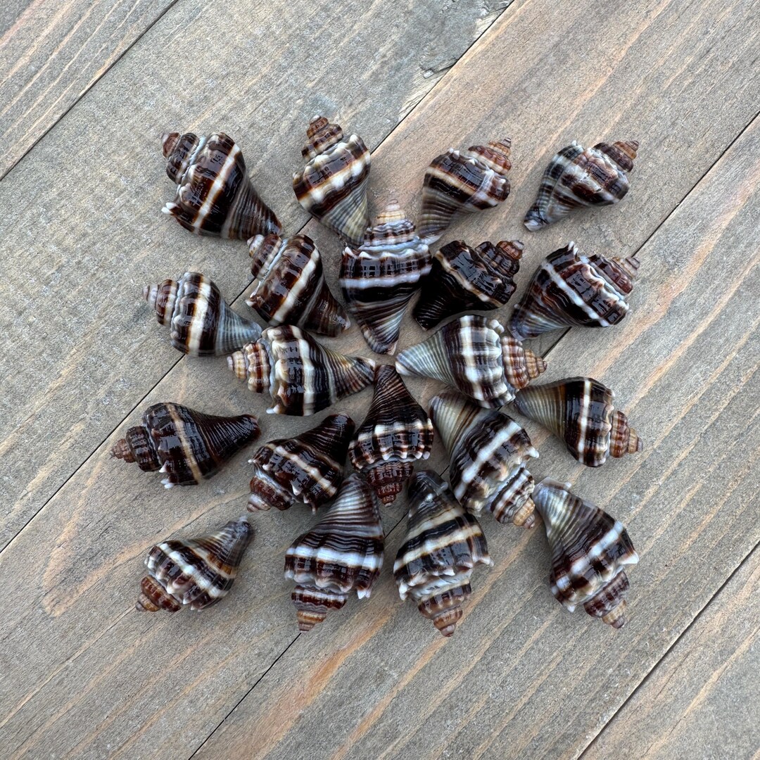 20 Mini/tiny King Crown Conch Seashells. Collectible / Jewelry / Crafts ...