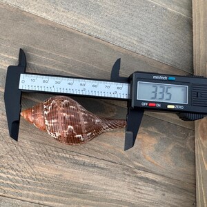 True Tulip Shell Set of 2, 79.9mm & 85mm 3.14in and 3.35in - Etsy