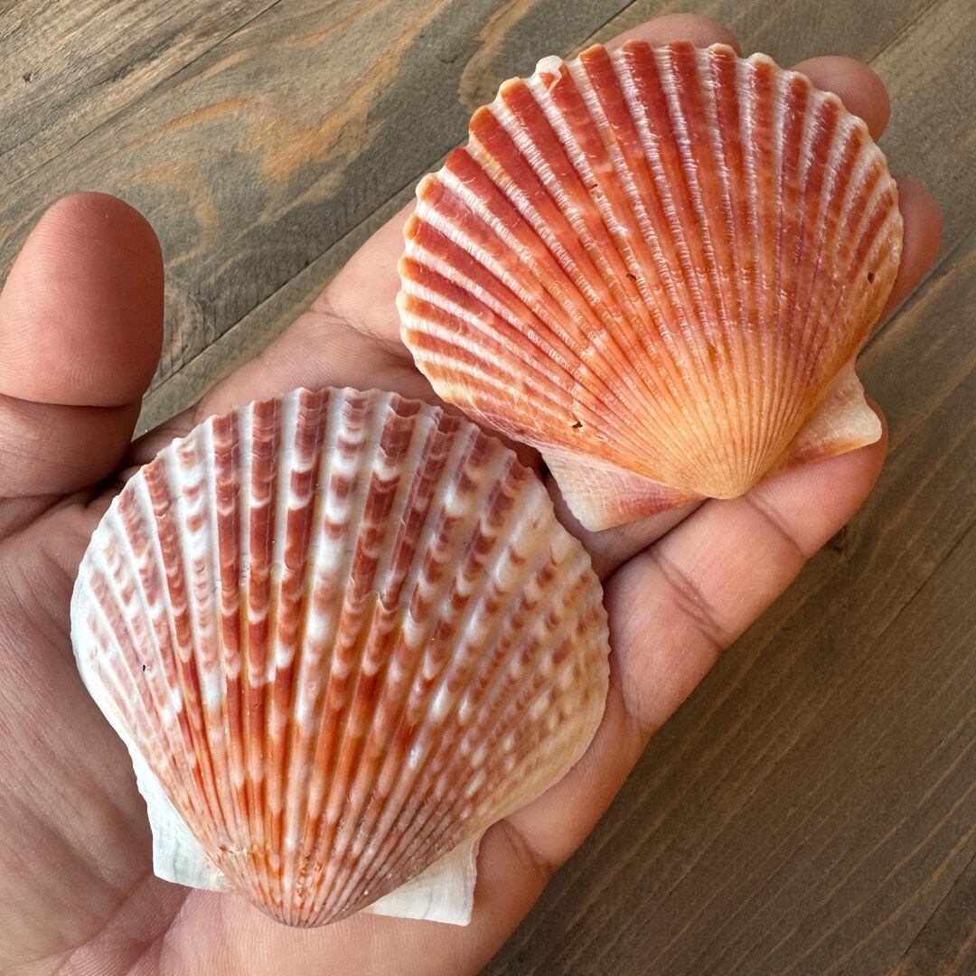 Two Jumbo Large Bay Scallop Florida Shells - Etsy