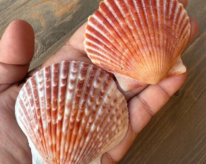 Two Jumbo Large Bay Scallop Florida Shells - Etsy