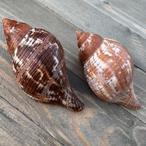 True Tulip Shell Set of 2, 79.9mm & 85mm 3.14in and 3.35in - Etsy