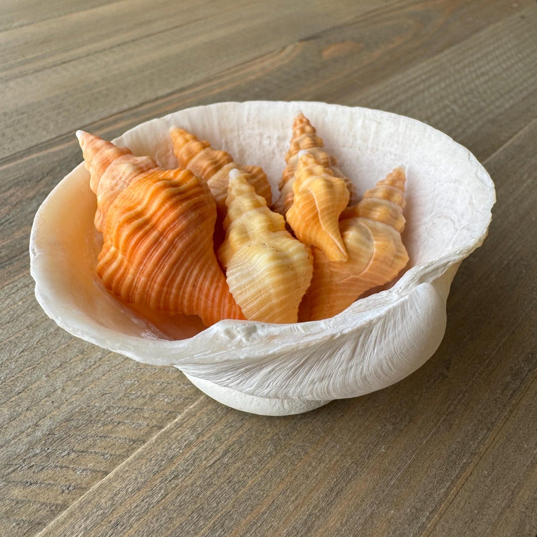 Chalky Lucine Shell Bowl (attached Clay Stand) With 5 Juvenile Orange ...