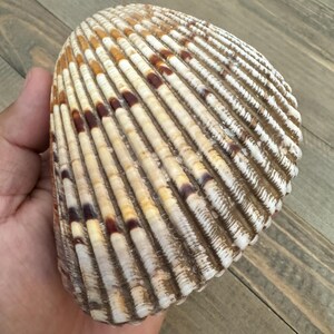 HUGE Giant Atlantic Heart Cockle Joined! Massive SWF Shell Collected ...