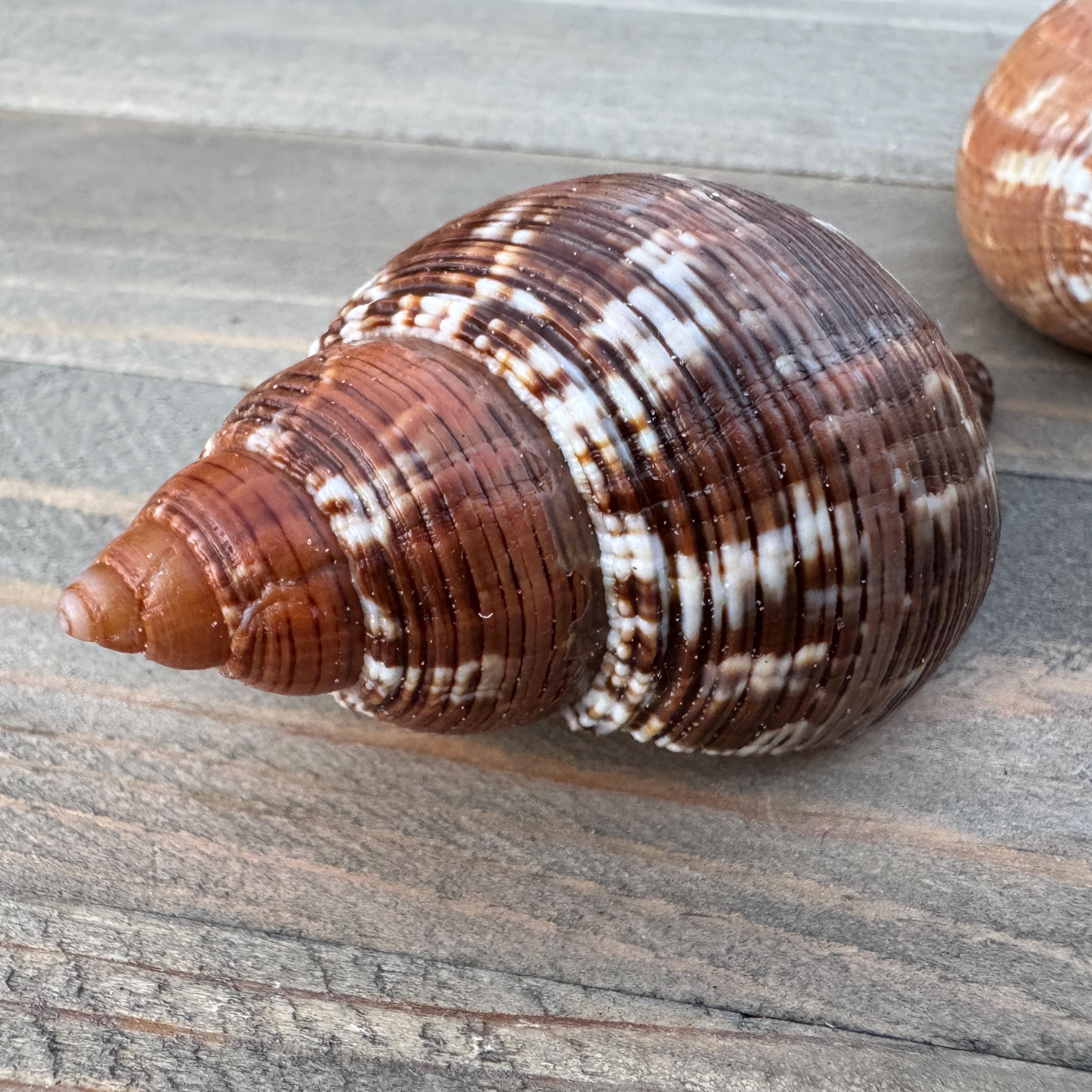 True Tulip Shell Set of 2, 79.9mm & 85mm 3.14in and 3.35in - Etsy