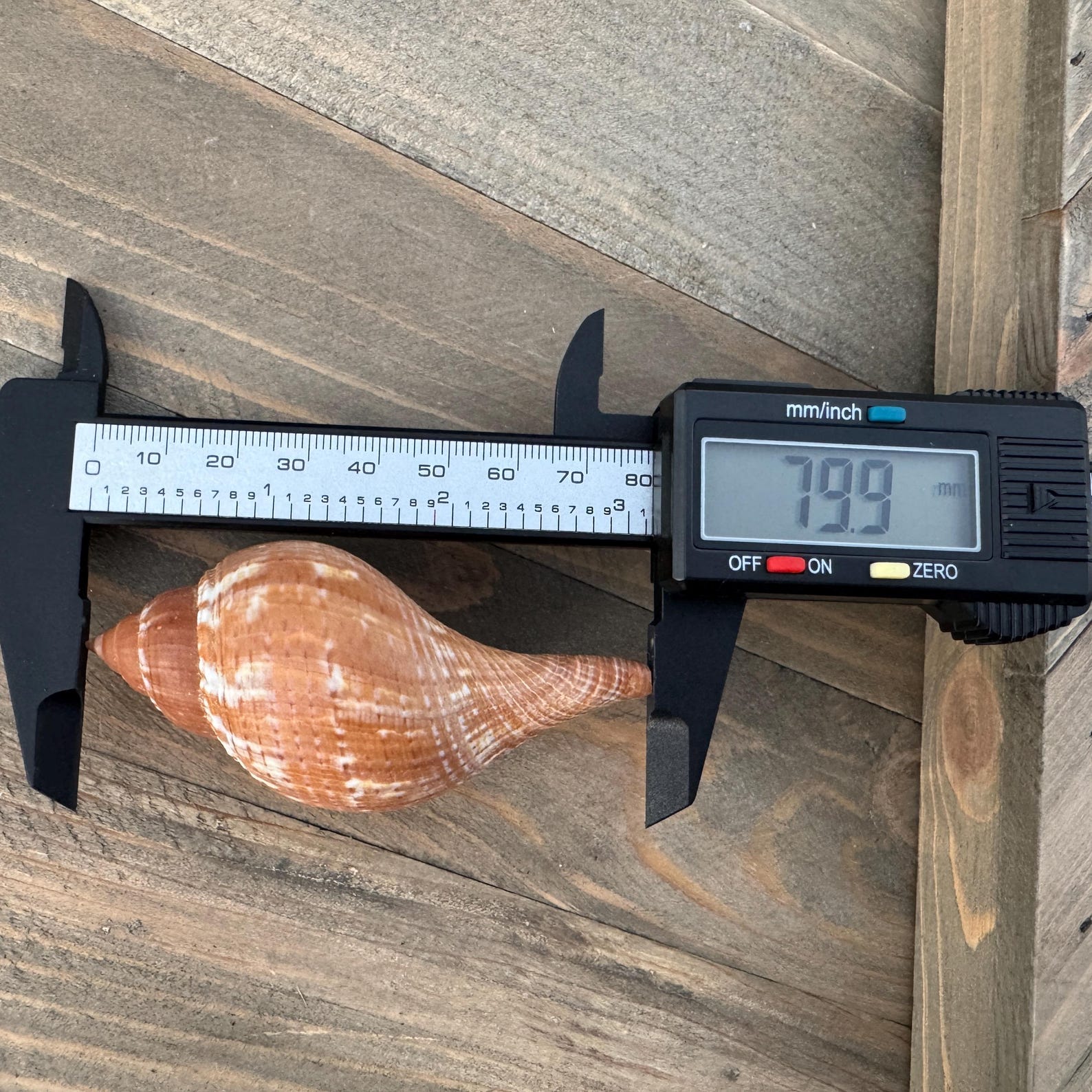 True Tulip Shell Set of 2, 79.9mm & 85mm 3.14in and 3.35in - Etsy