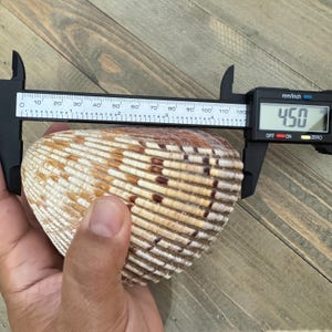 HUGE Giant Atlantic Heart Cockle Joined! Massive SWF Shell Collected ...