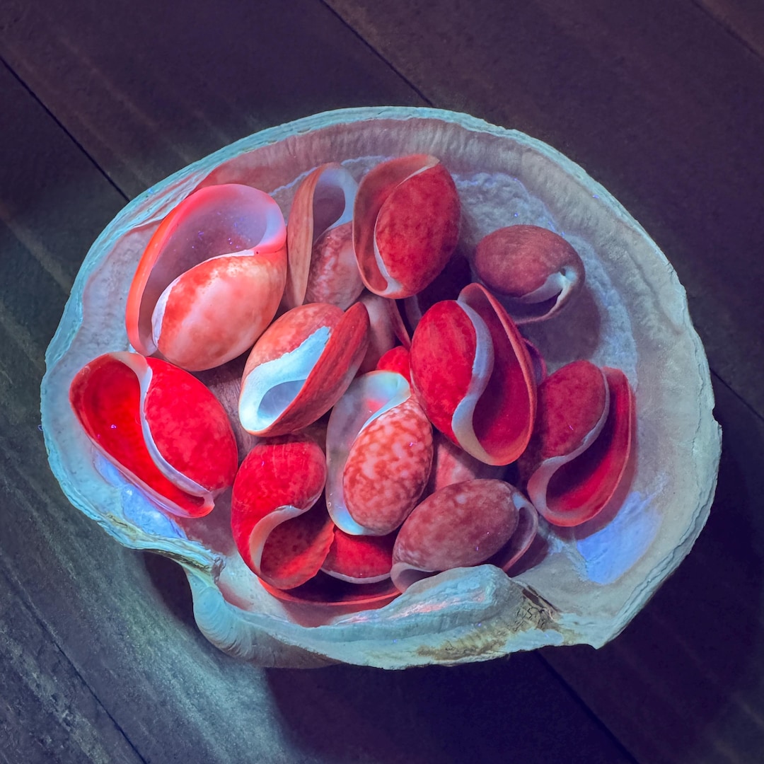 20 Bubble Shells in Chalky Lucine Shell Bowl With Clay Base. Bubbles ...