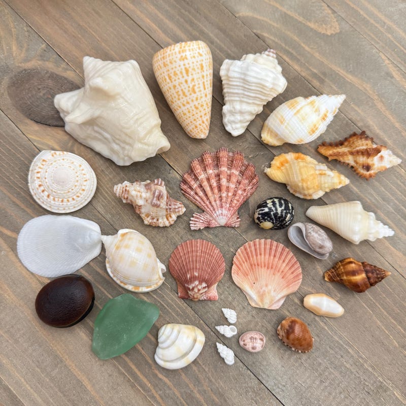 Rare Shells - Etsy