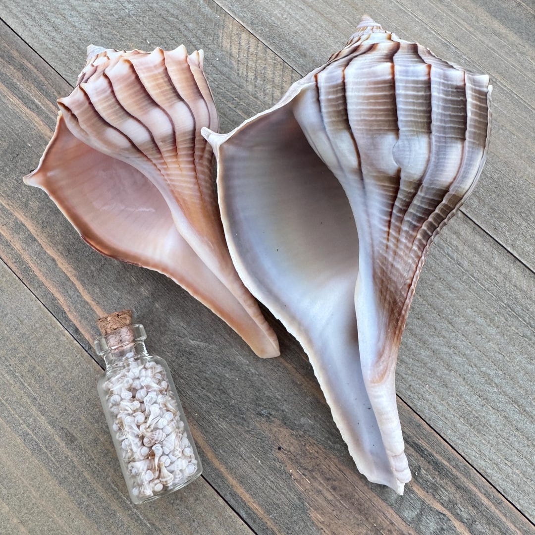 Set of 2 Lightning Whelks & 1 Jar of Babies From Dry Nonviable Egg Casing; Lot 2520 - Etsy