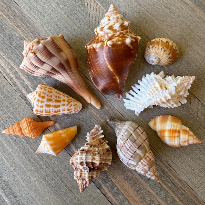 Florida Cone Seashell - Etsy